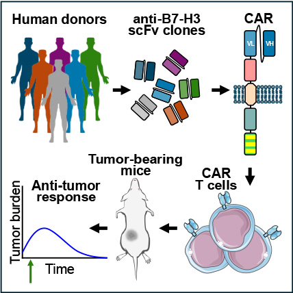 Poster Quick Takes: Enhancing CAR T Cell Therapy for Solid Tumors | NCI ...